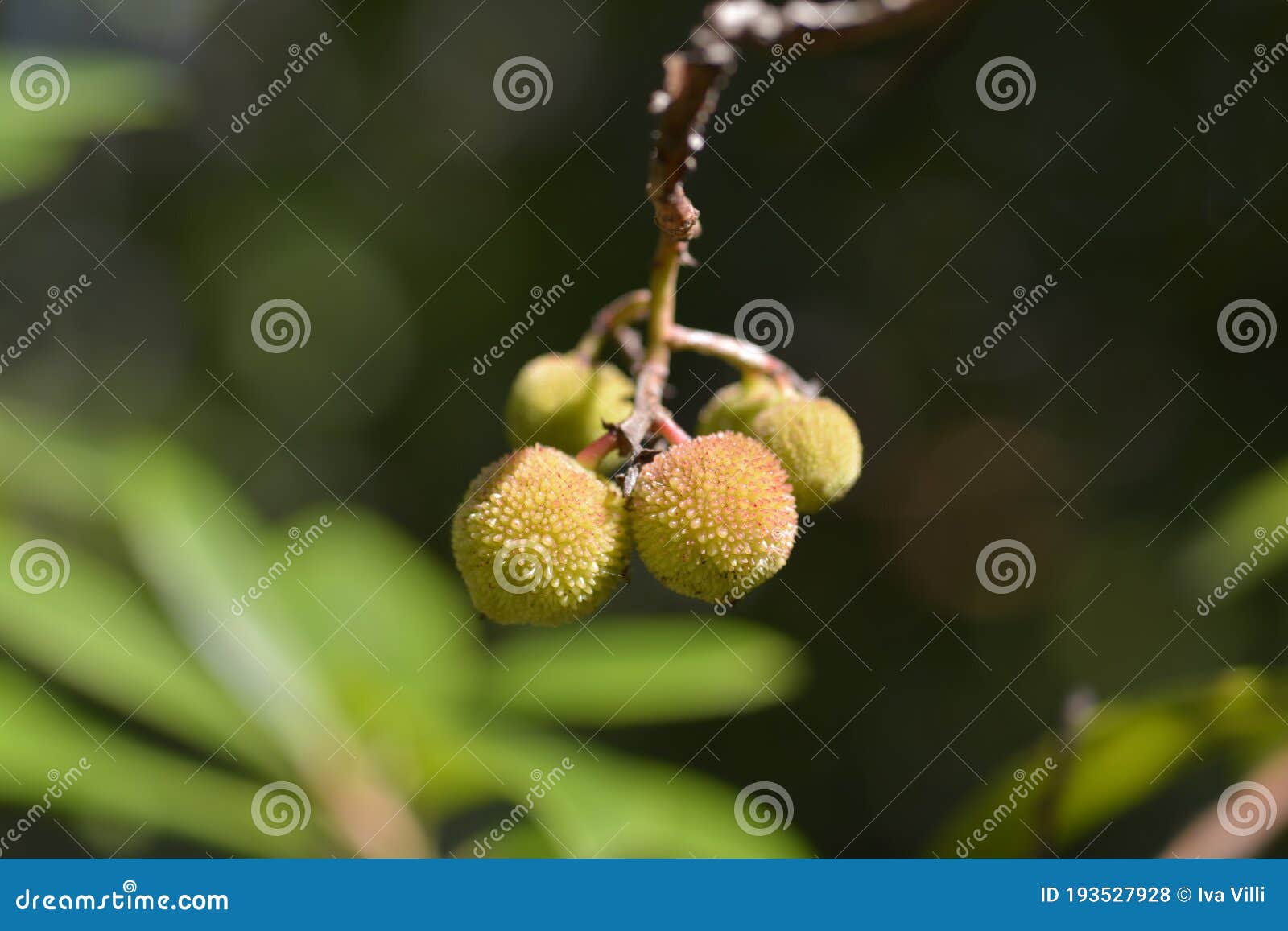 Morango foto de stock. Imagem de amarelo, jardim, baga - 193527928