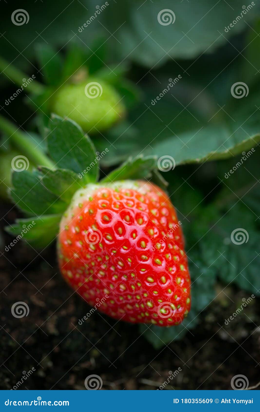 Morango Vermelho Em Planta De Morango Imagem de Stock - Imagem de fruta ...