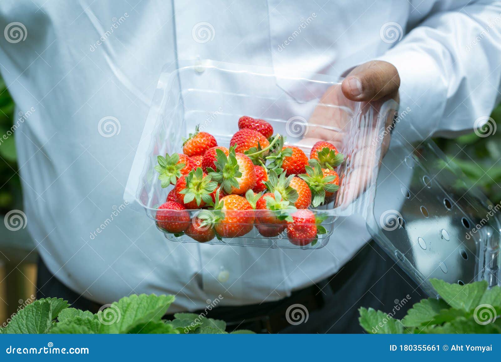 Morango Vermelho Em Planta De Morango Imagem de Stock - Imagem de ...