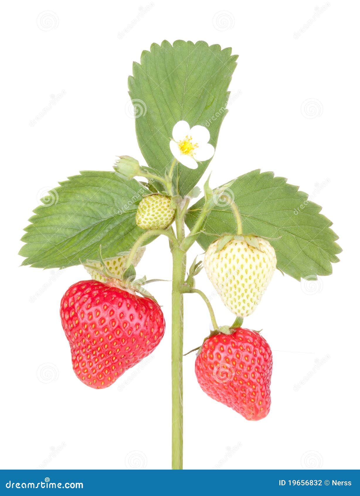 Morangos Com As Flores Da Morango Das Folhas Foto de Stock - Imagem de ...