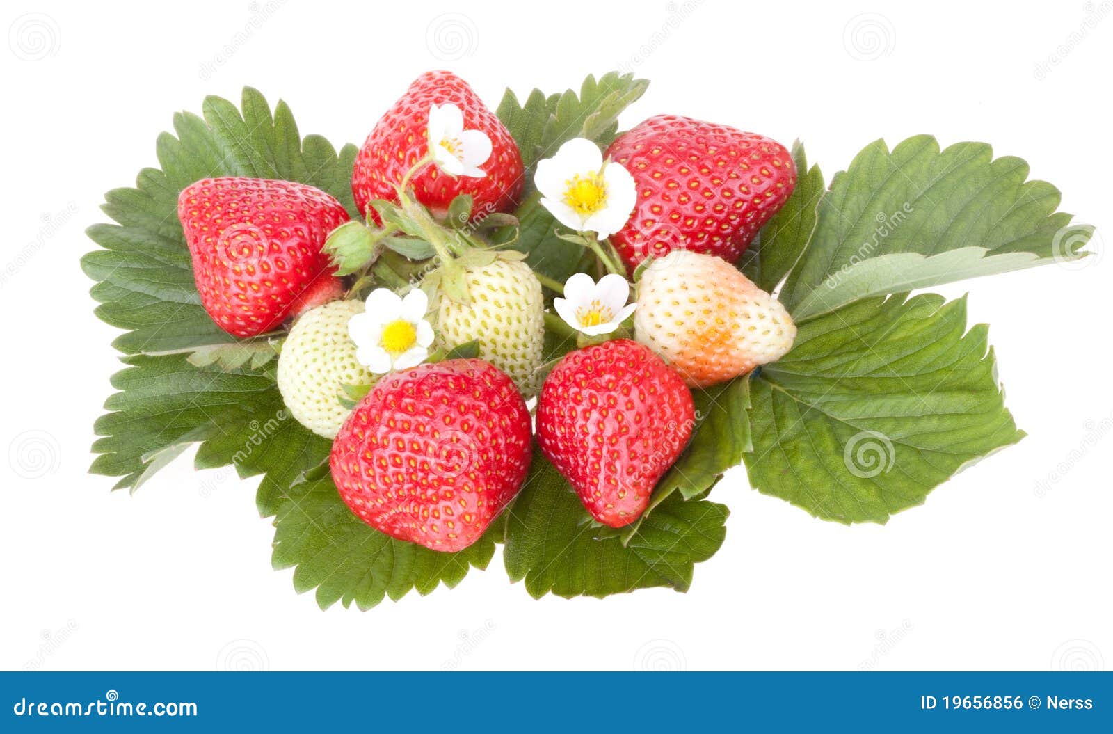 Morangos Com As Flores Da Morango Das Folhas Foto de Stock - Imagem de ...