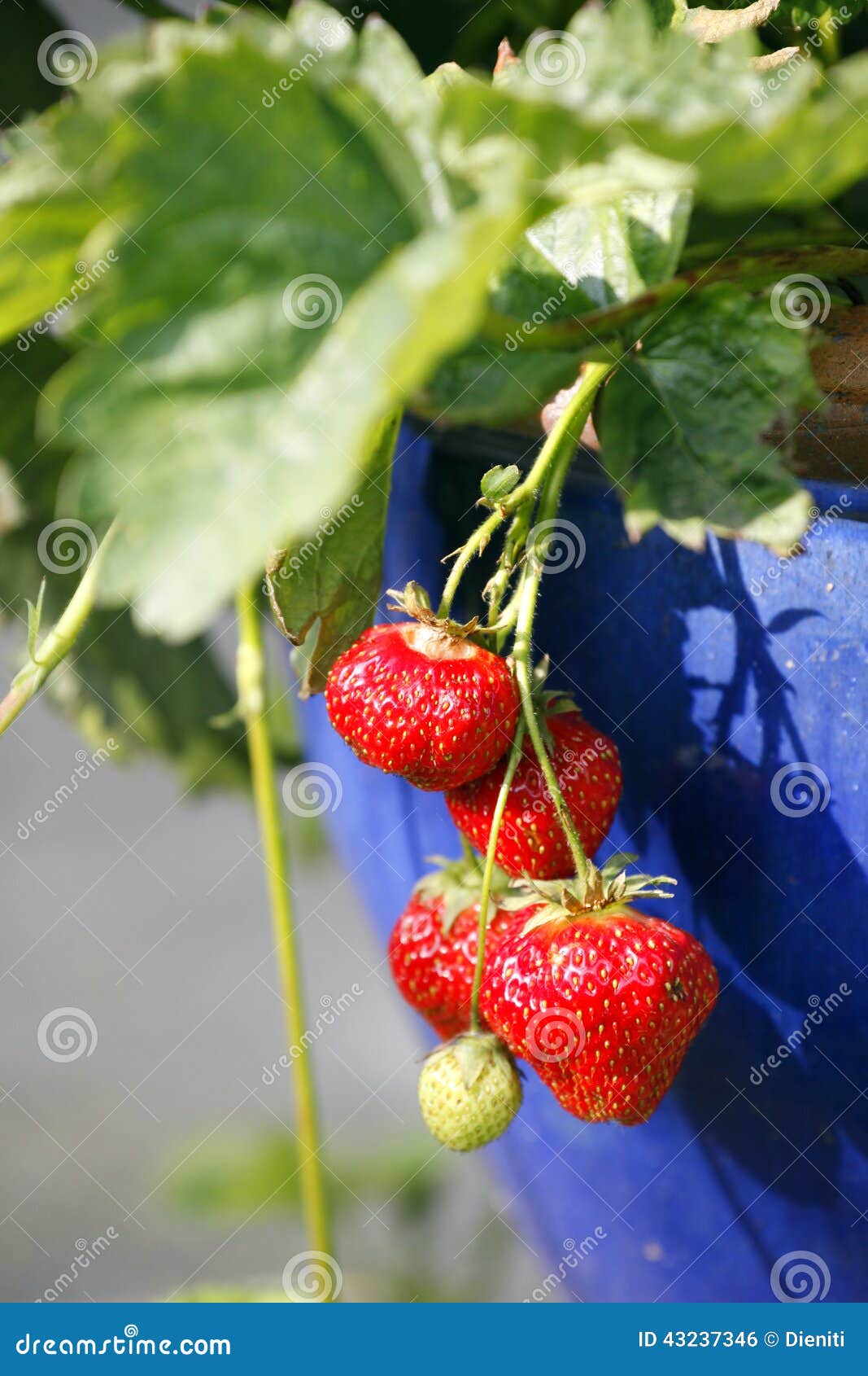 Morangos No Vaso De Flores Azul Foto de Stock - Imagem de potenciômetro ...
