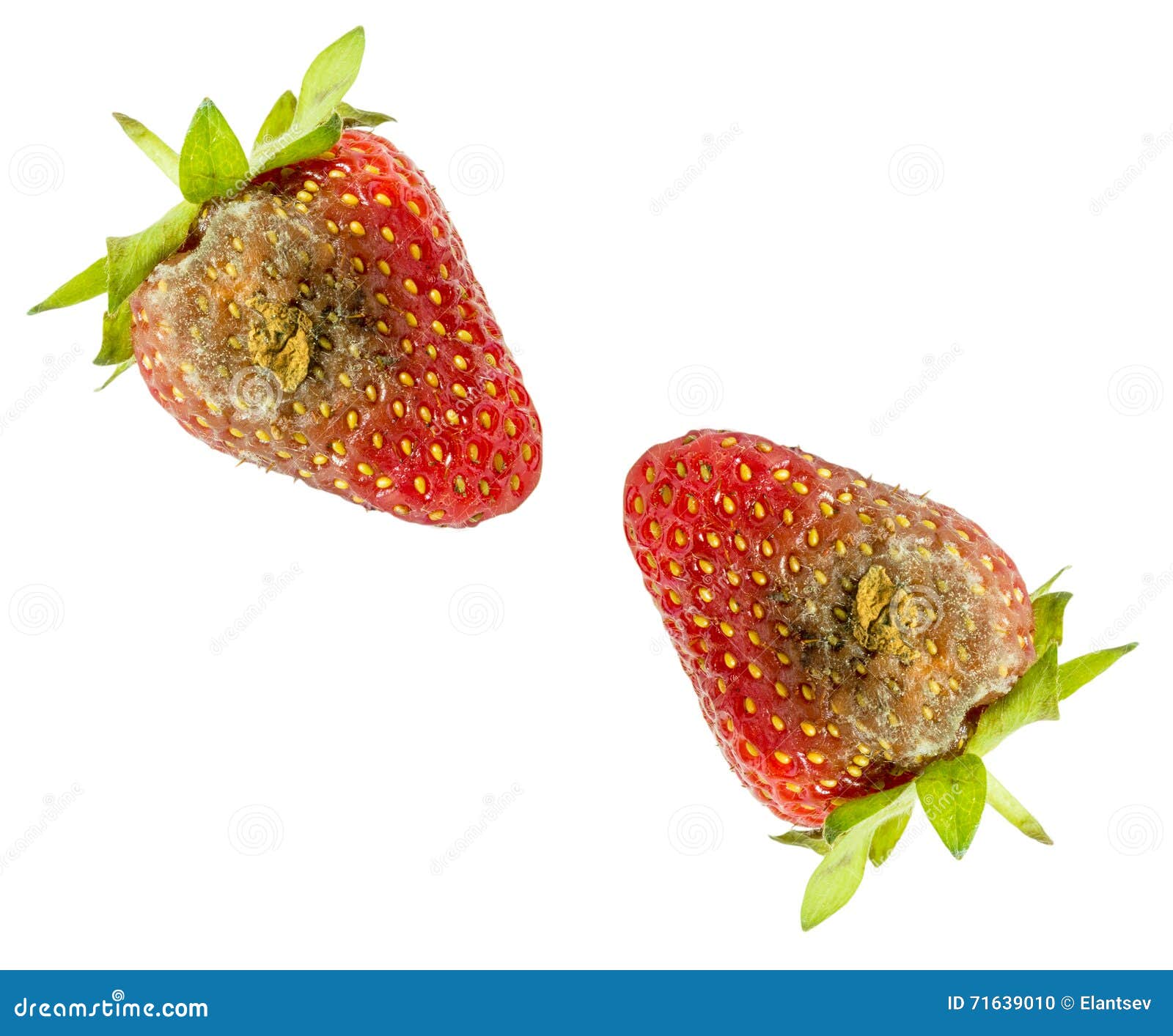Morangos Podres Isoladas No Close Up Branco Do Fundo Foto de Stock ...