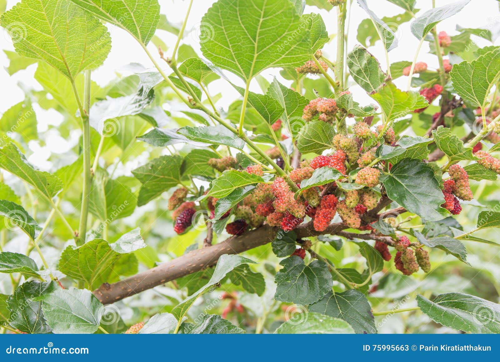 Moras Inmaduras Rojas En El Branc Imagen de archivo - Imagen de fresco ...
