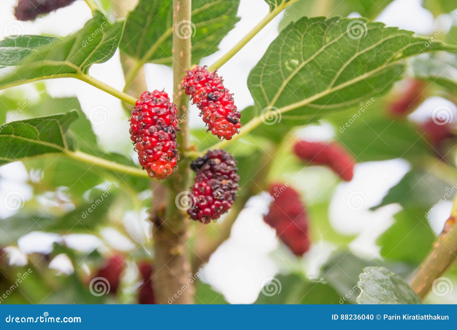 Moras rojas en la rama foto de archivo. Imagen de primer - 88236040