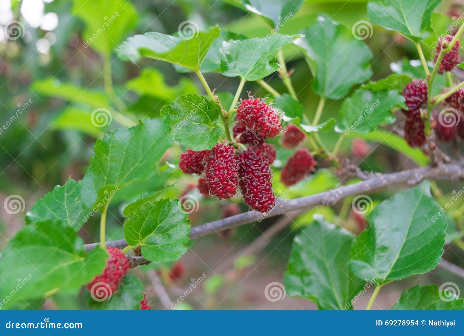 Moras rojas en rama foto de archivo. Imagen de rojo, cubo - 69278954