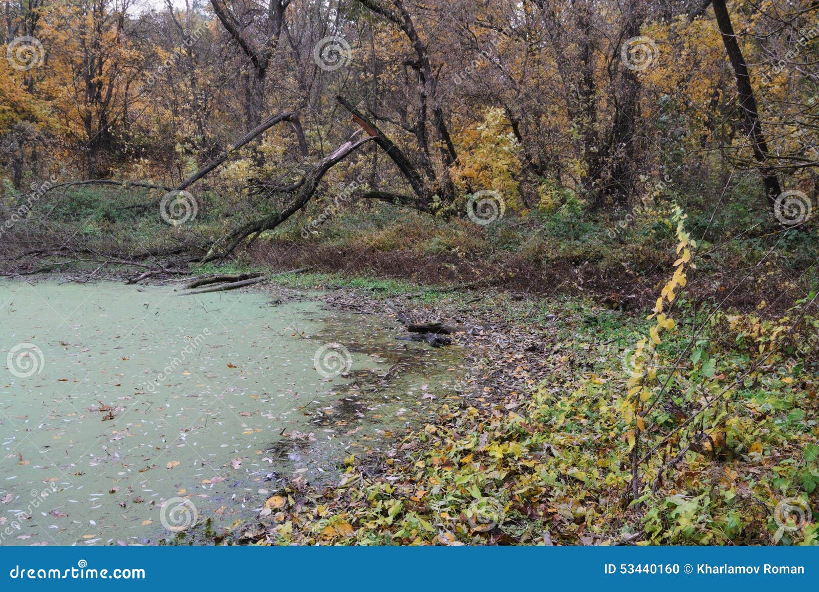 Morass stock photo. Image of fall, lake, foliage, autumn - 53440160