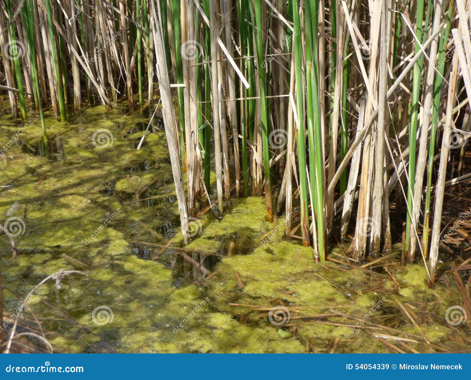 Morass on lake with rushes stock image. Image of morass - 54054339