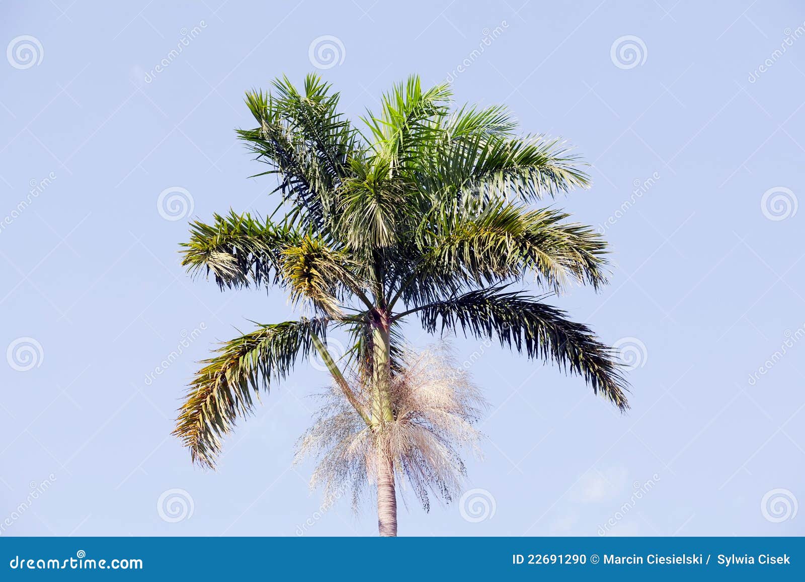 Morast-Kohl-Palme, Roystonea Princeps Stockfoto - Bild von sommer ...