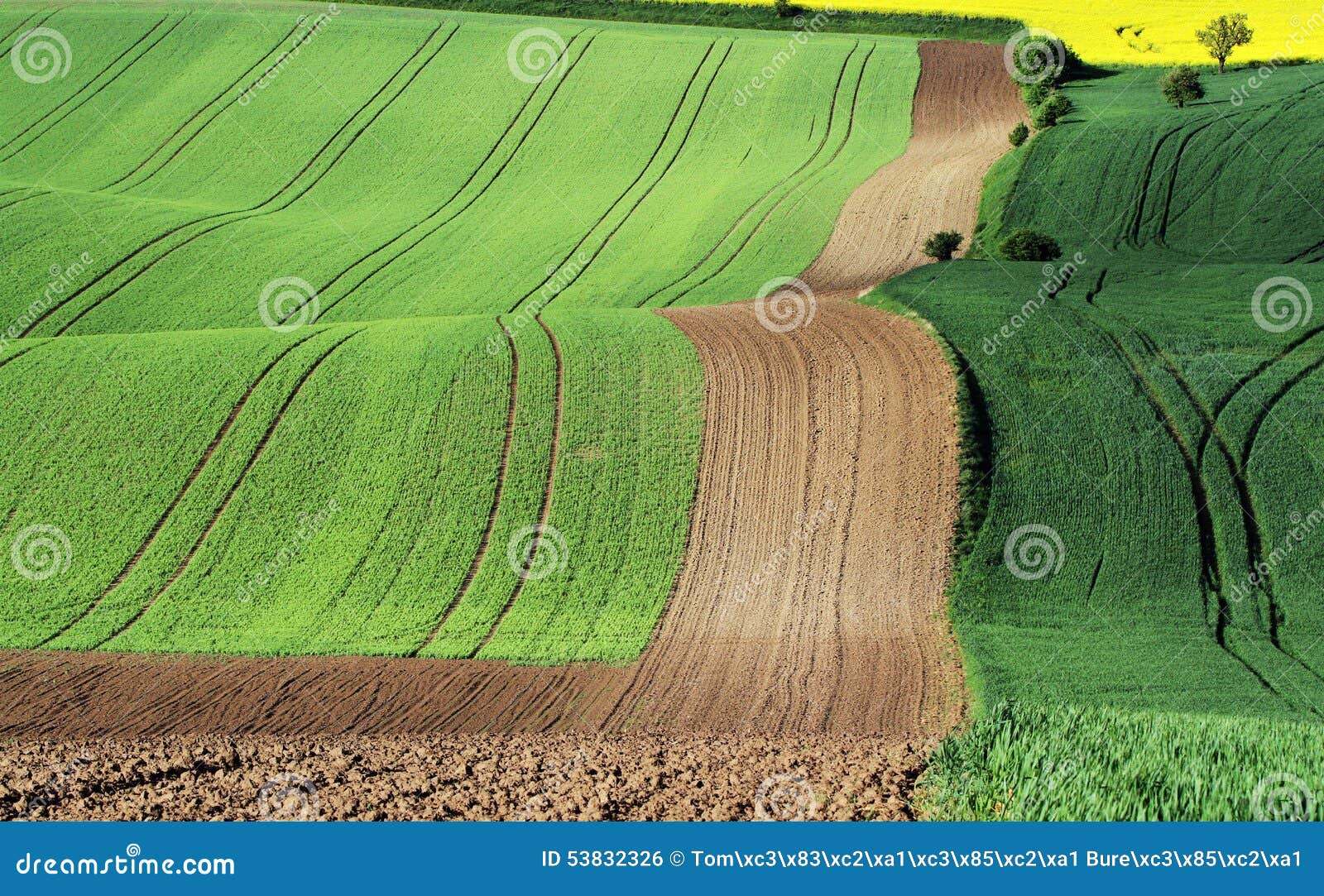 Moravian Fields stock photo. Image of meadow, flower - 53832326