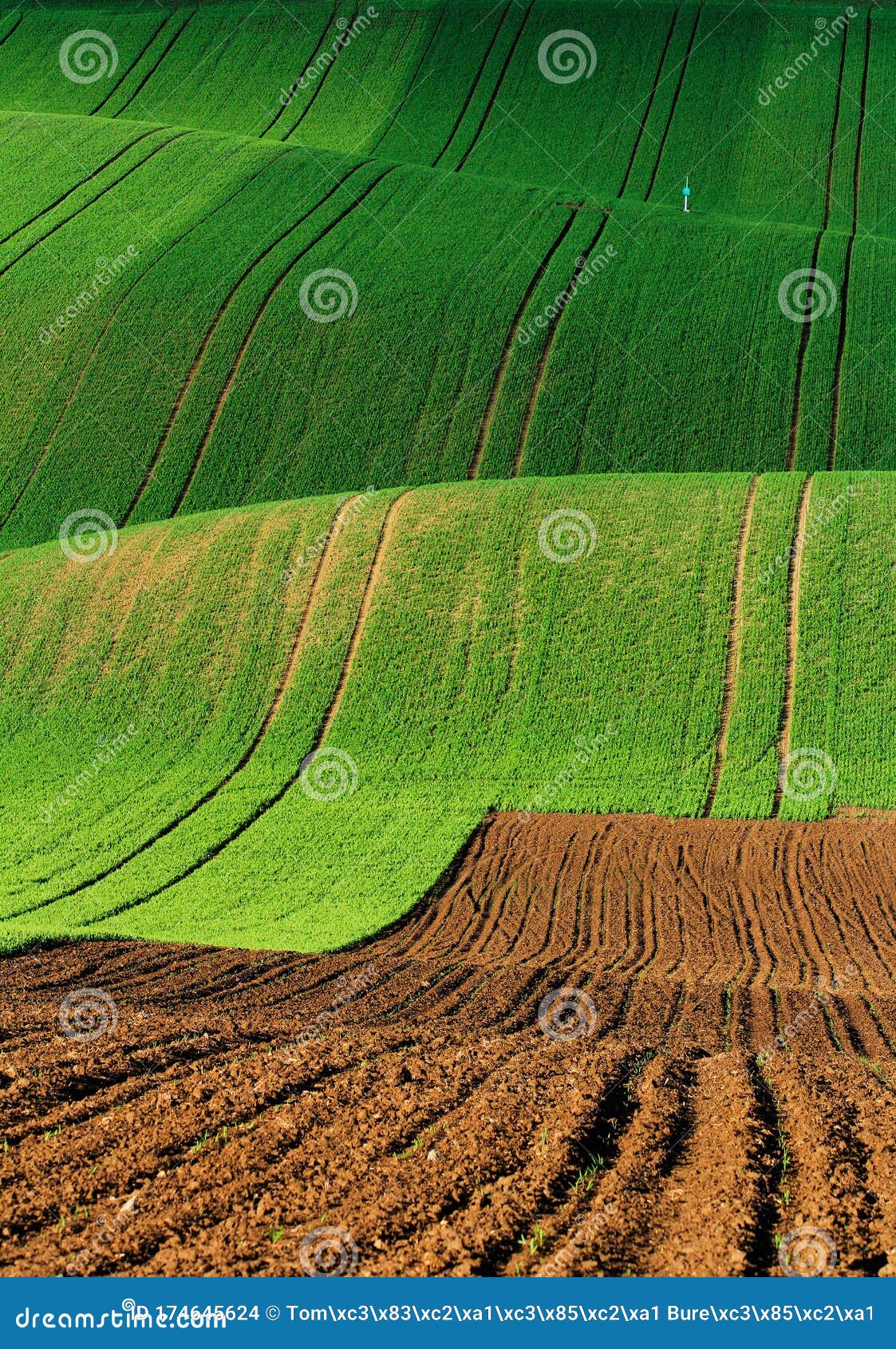 Moravian Rolling Hills in the Summer Time with Meadow Fields Stock ...