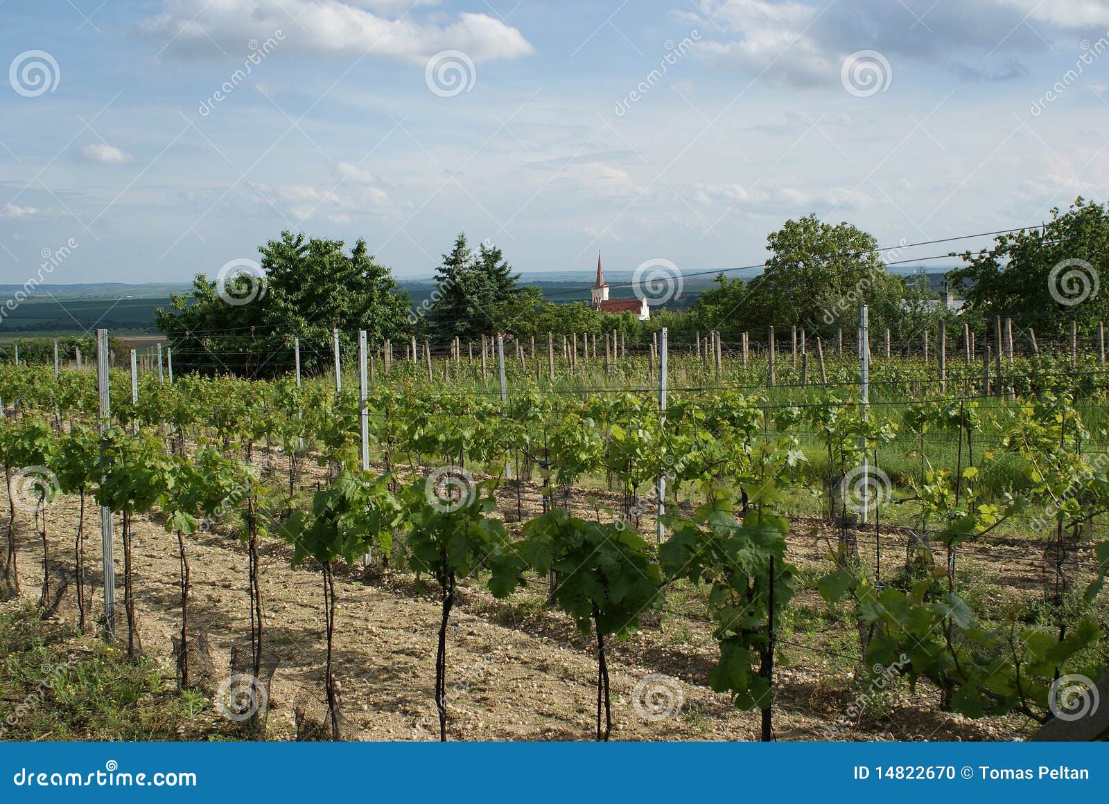 Moravian Wineyard in the Spring Stock Photo - Image of sunny, spring ...