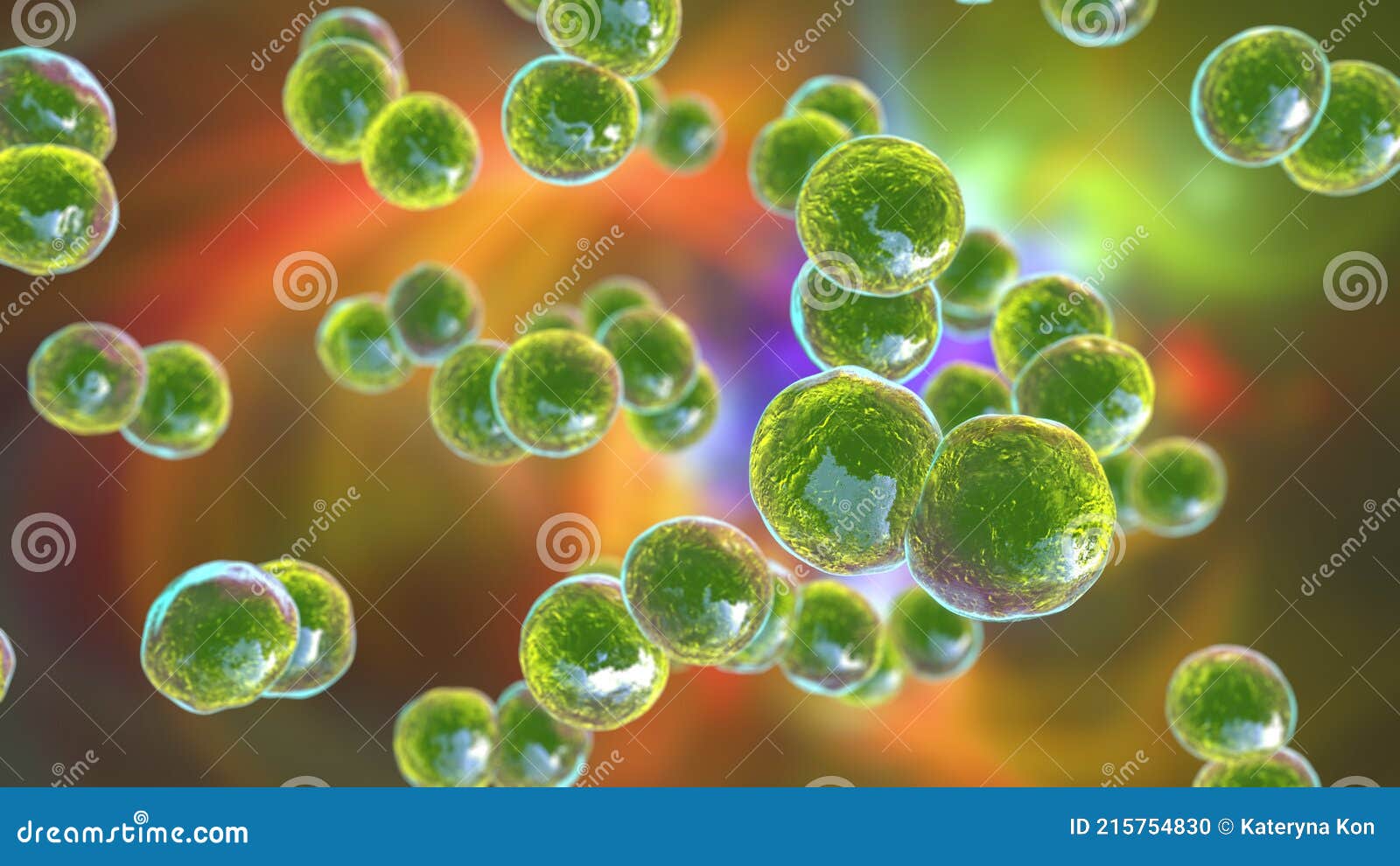 Moraxella Catarrhalis Bacteria, Illustration. Gram-negative Aerobic ...