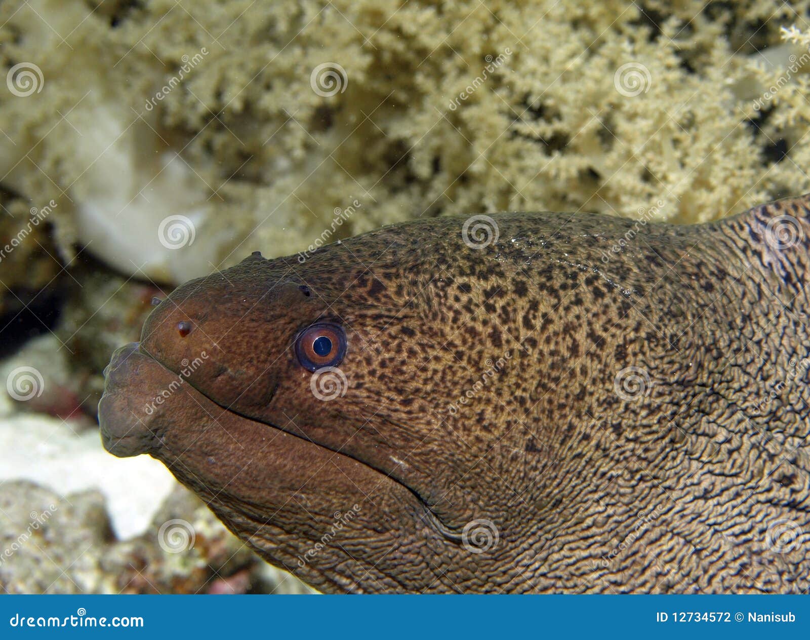 Moray stock photo. Image of life, giant, divers, brother - 12734572
