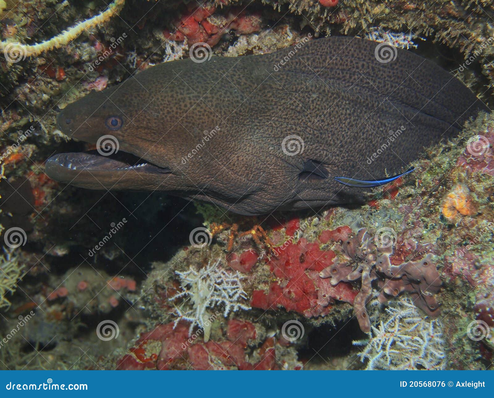 Moray stock photo. Image of guinea, moray, colors, marine - 20568076