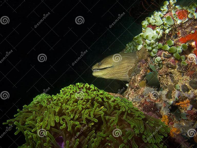 Moray stock image. Image of dots, nose, dangerous, tourism - 4592289