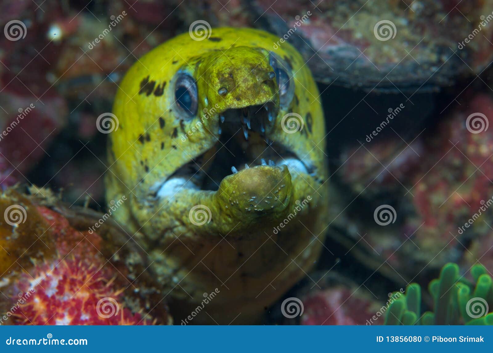 Moray eel stock photo. Image of wild, nature, tropical - 13856080