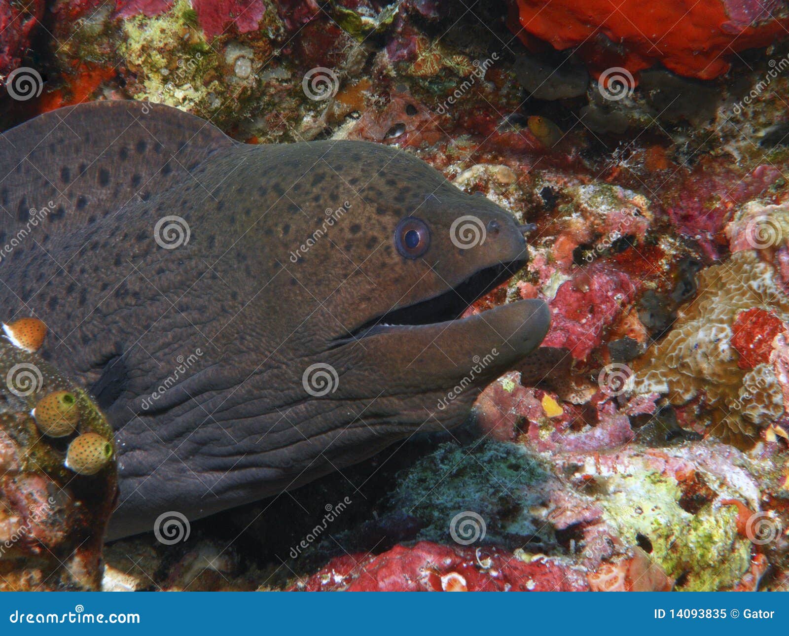 Moray eel stock image. Image of fish, egypt, head, ocean - 14093835