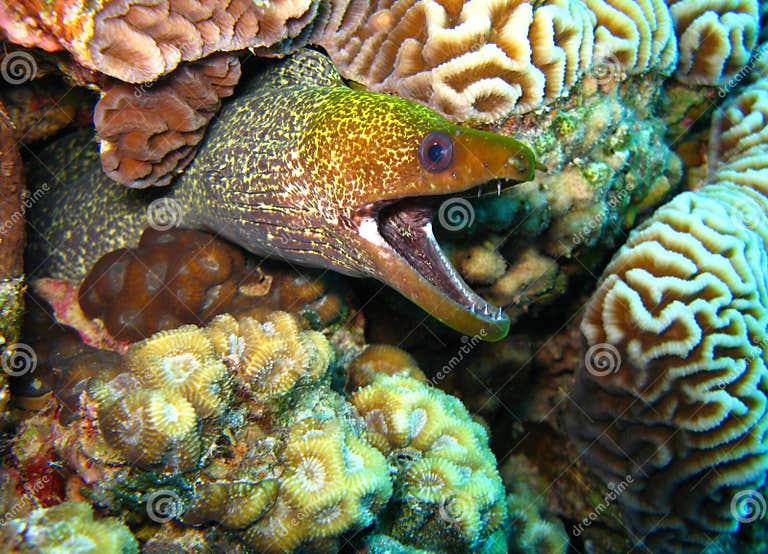 Moray eel stock photo. Image of coral, marine, travel - 17182544