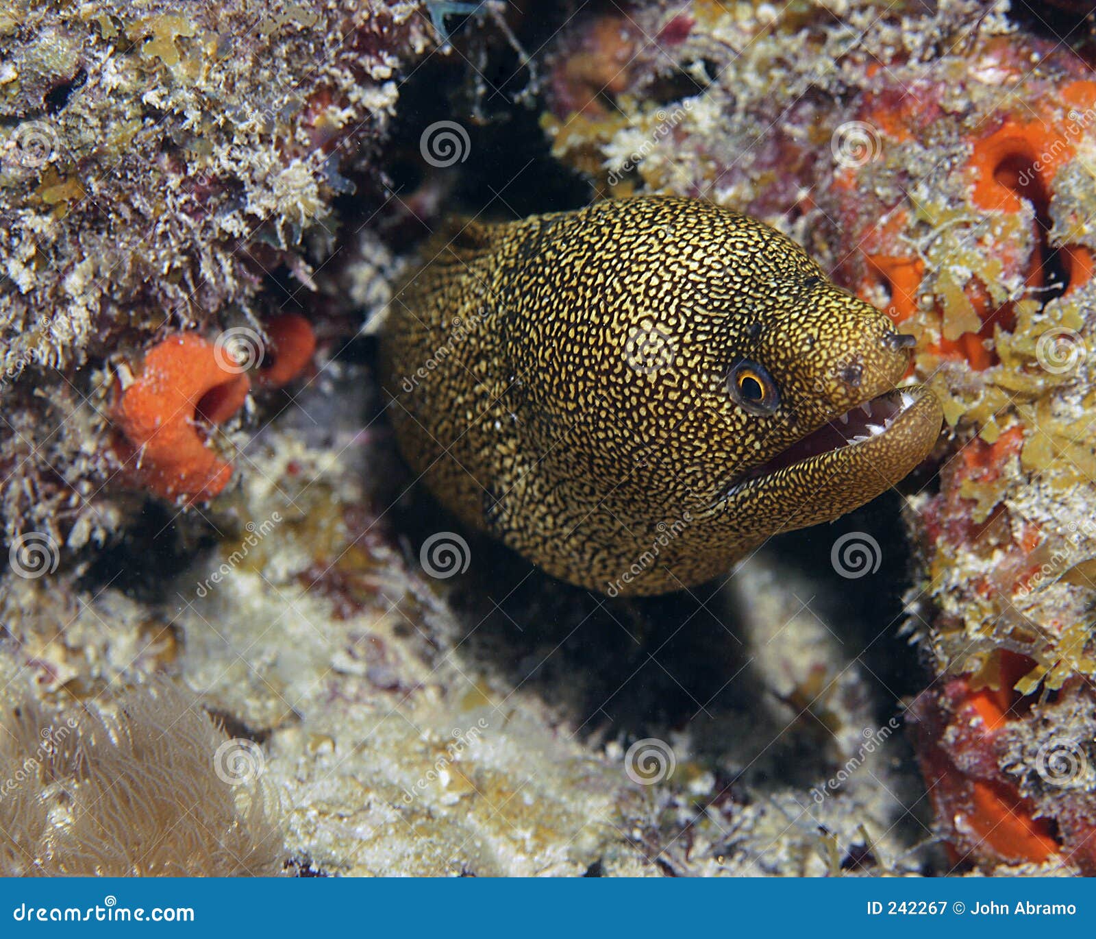 Golden Moray Eel ,utila, Honduras Underwater Snake Royalty-Free Stock ...