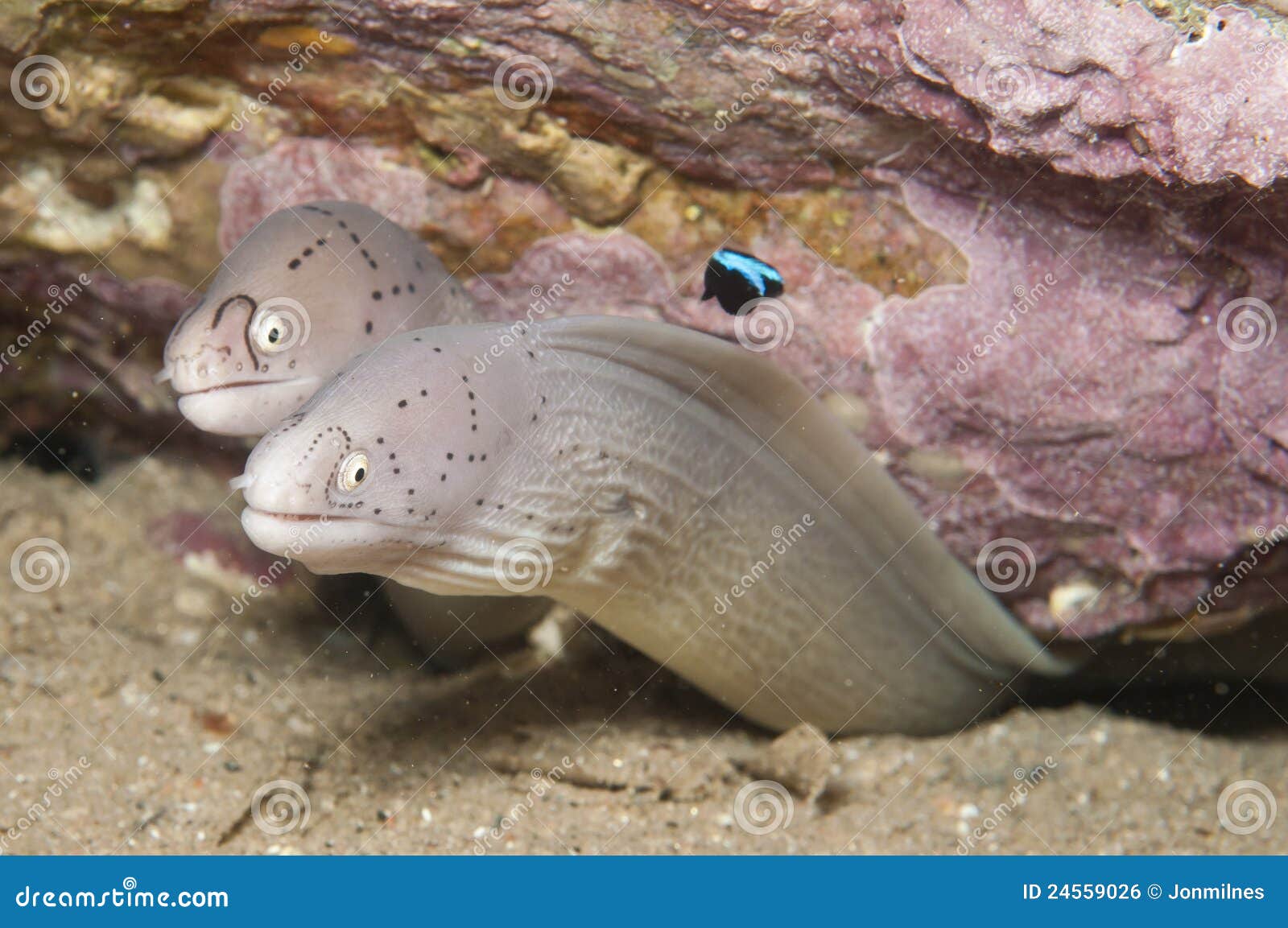 Moray Eel stock photo. Image of environment, indian, blue - 24559026