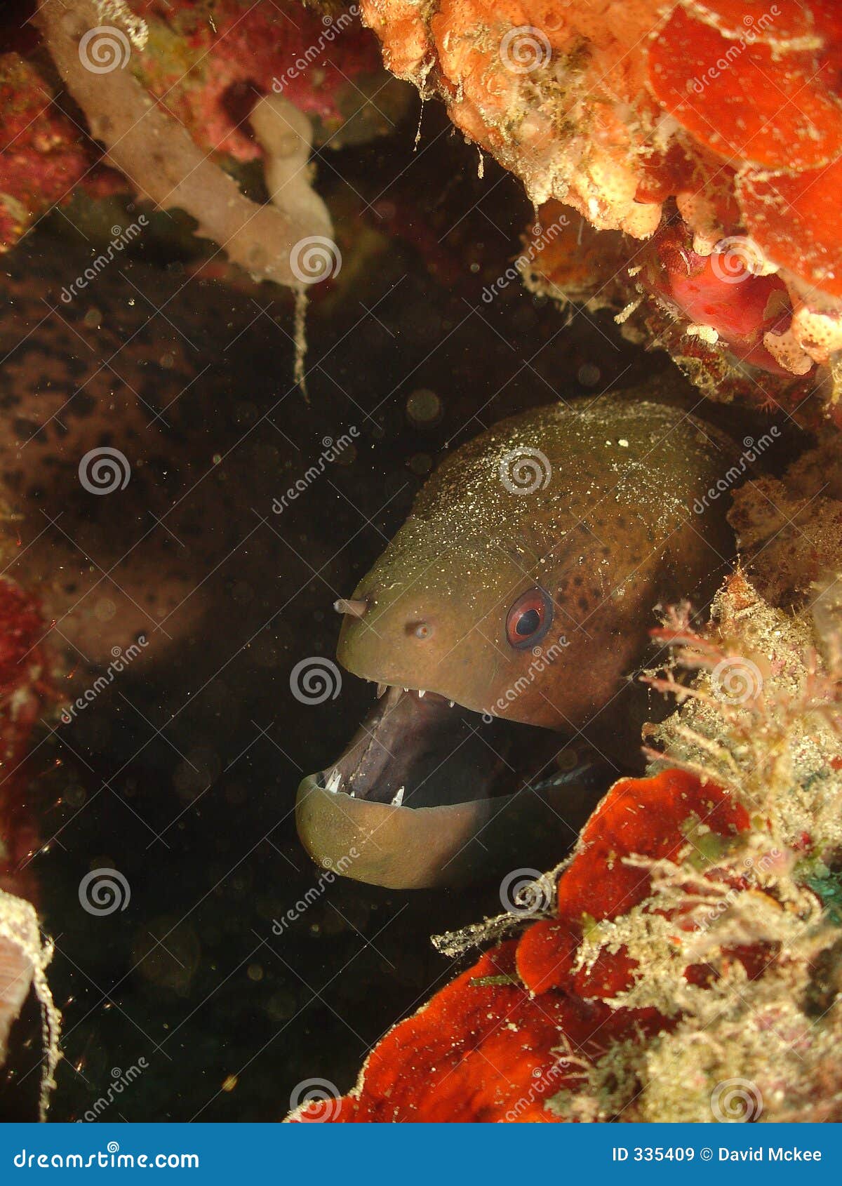 Moray Eel stock image. Image of evasive, deep, underwater - 335409