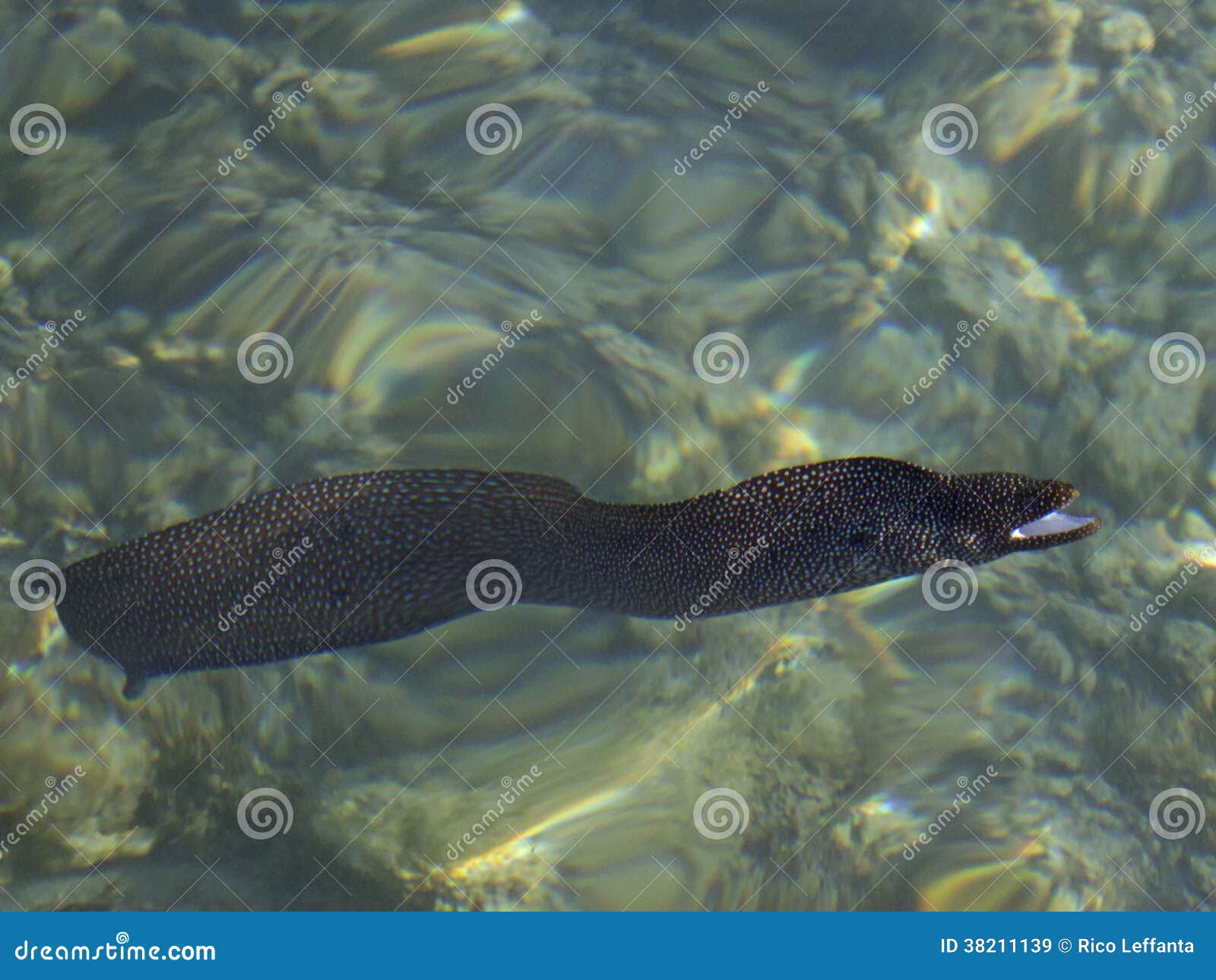 Moray Eel stock image. Image of whitemouthed, creature - 38211139