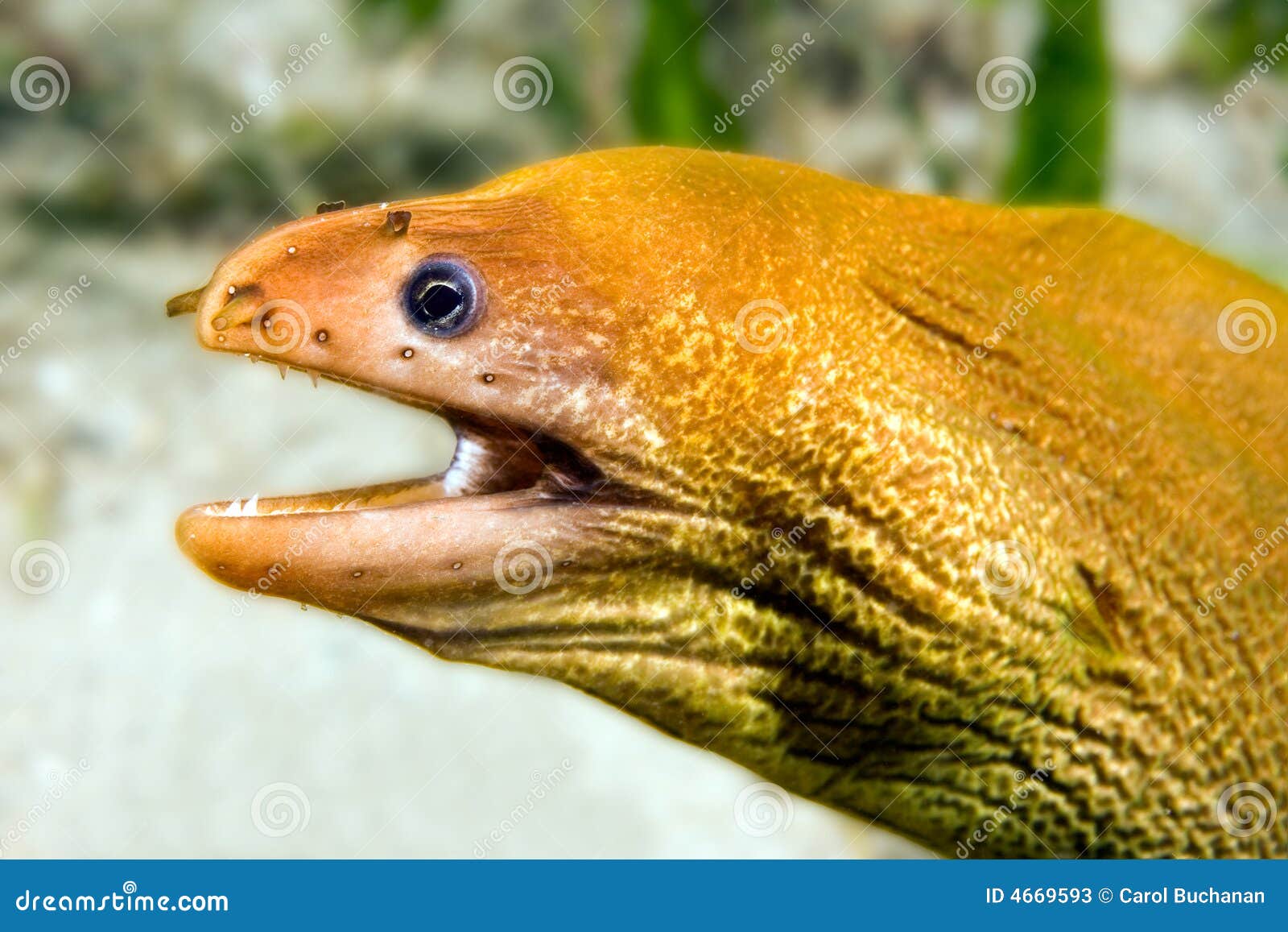 Moray Eel stock image. Image of open, water, brown, mouth - 4669593