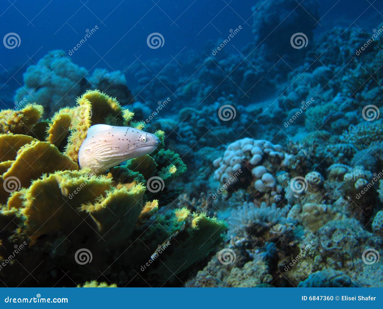 Moray Eel stock photo. Image of scuba, coral, saltwater - 6847360