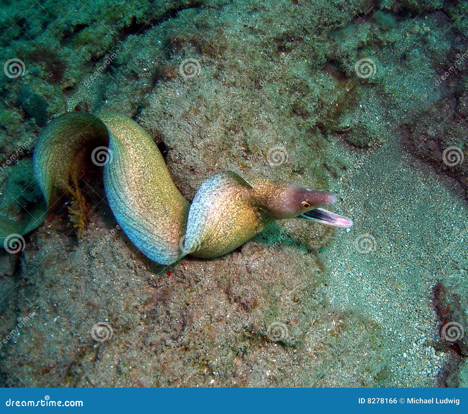 Moray Eel stock photo. Image of corals, coral, marine - 8278166