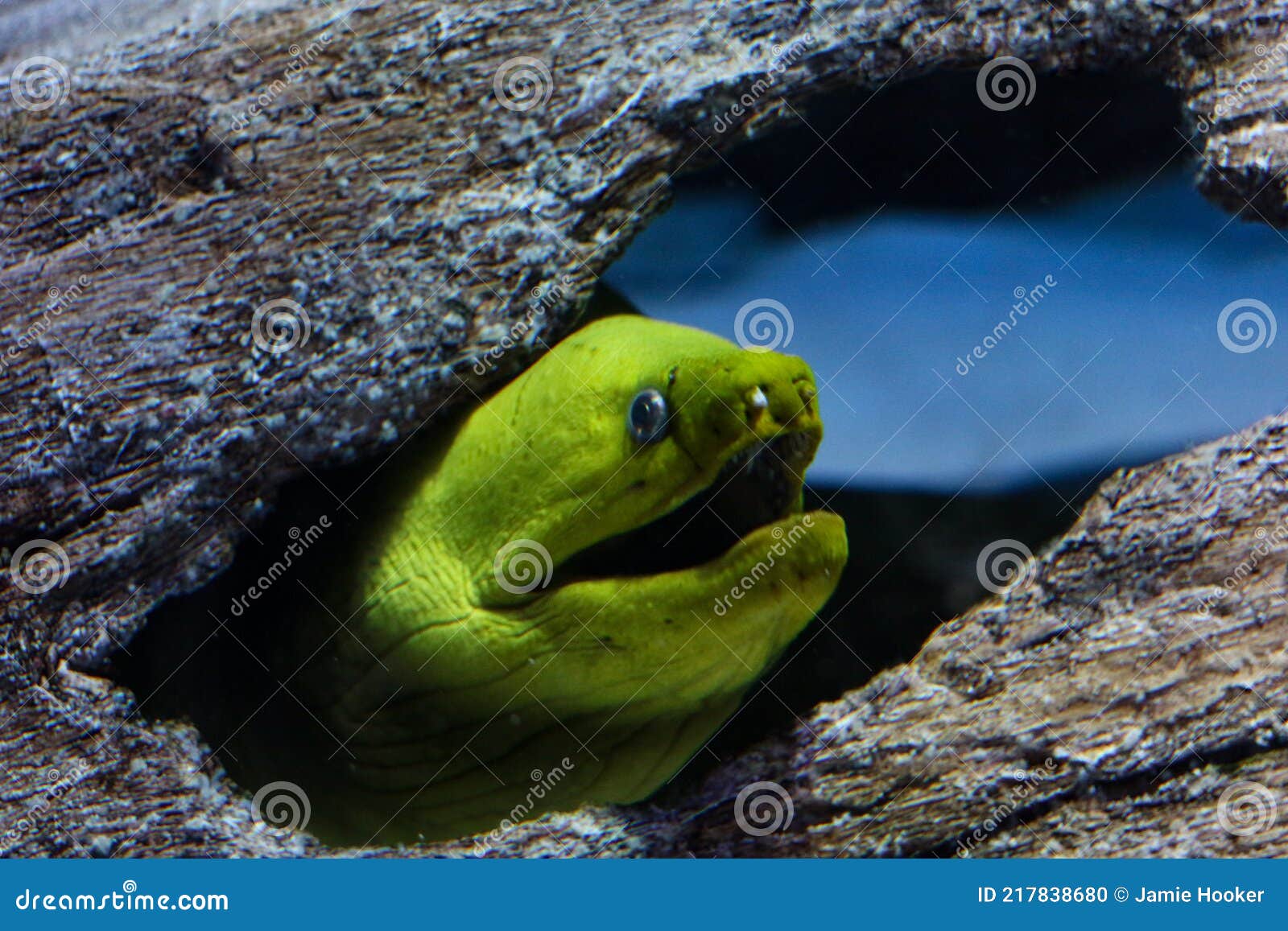 Moray Eel at Aquarium stock photo. Image of amphibian - 217838680