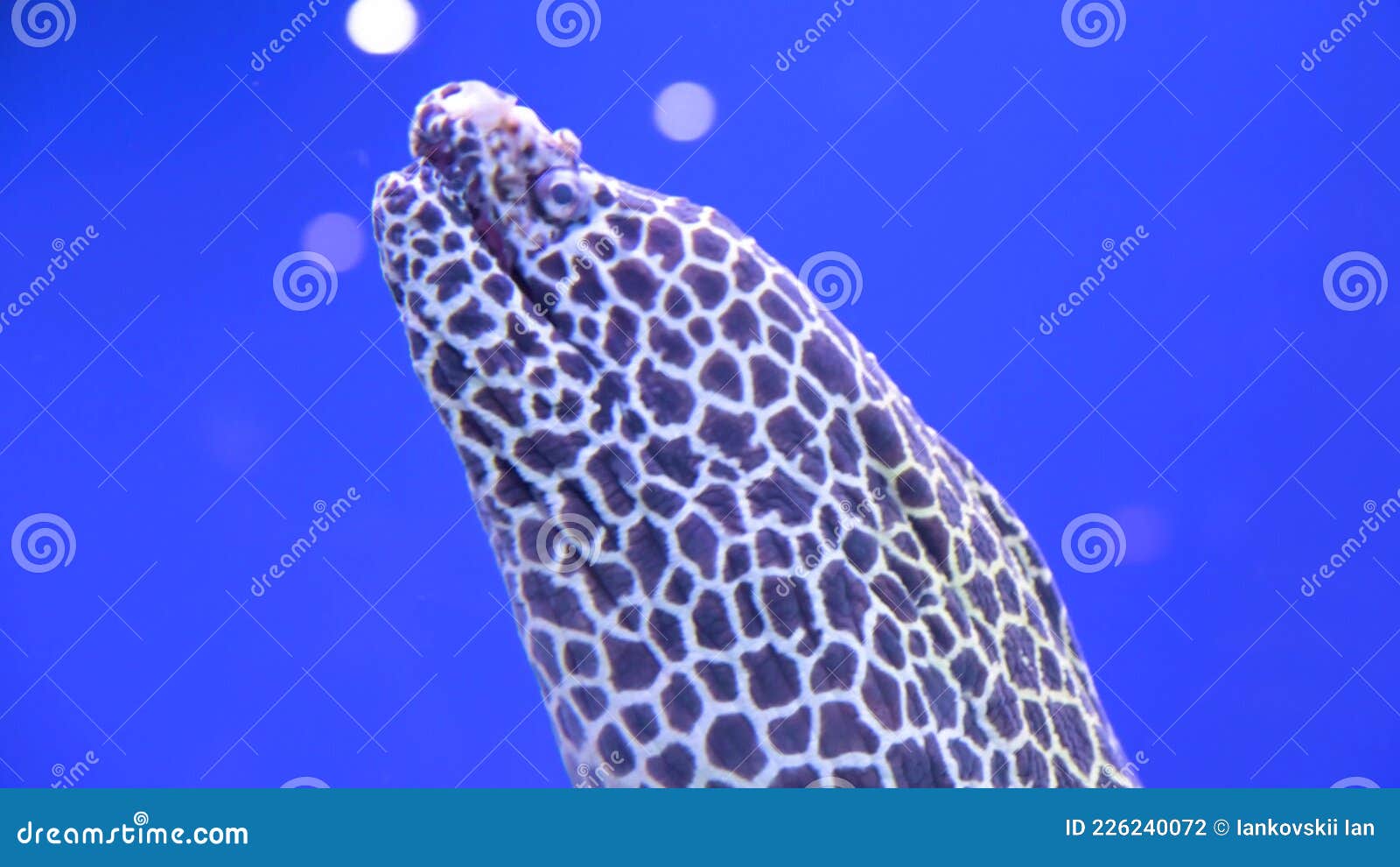 Moray Eel Blue Spotted in the Aquarium. Demonstration of Underwater ...