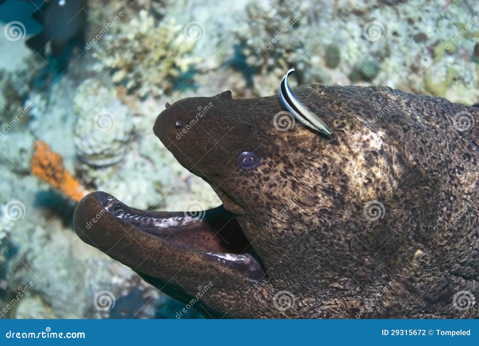 Moray eel cleaned stock photo. Image of gubal, moray - 29315672