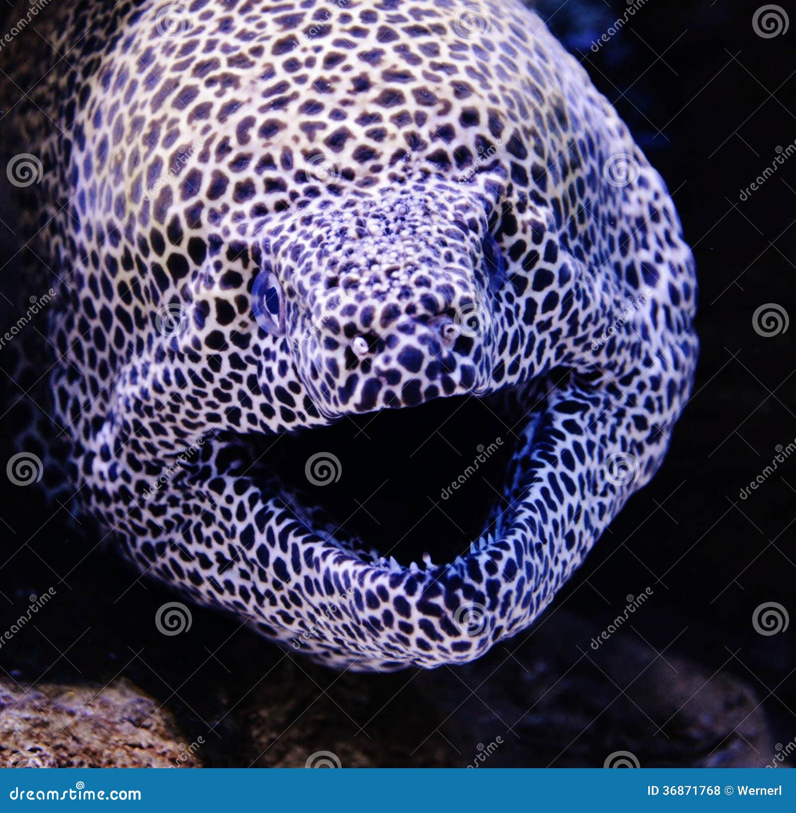 Moray eel stock photo. Image of close, background, mouth - 36871768