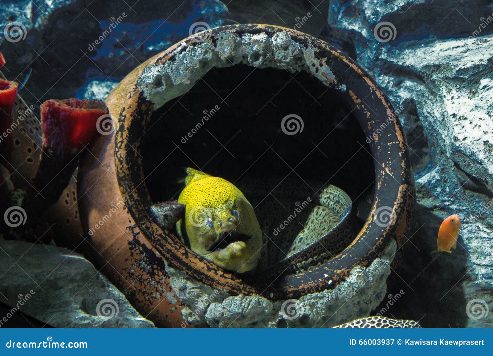 Moray eel stock image. Image of moray, undersea, saltwater - 66003937