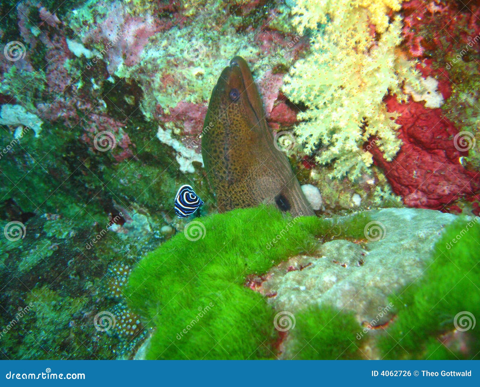 Moray eel in coloral reef stock photo. Image of colorful - 4062726