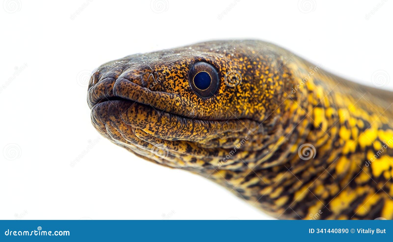 Moray Eel Exhibits Its Captivating Texture and Vivid Colors ...
