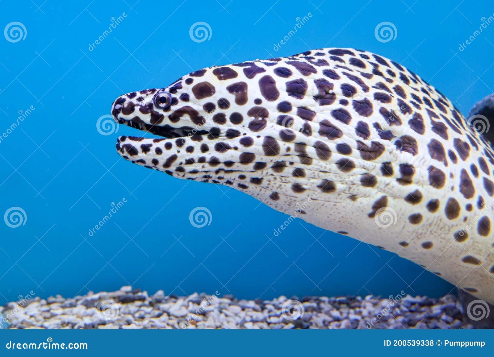 The Moray eel fish stock photo. Image of giant, underwater - 200539338