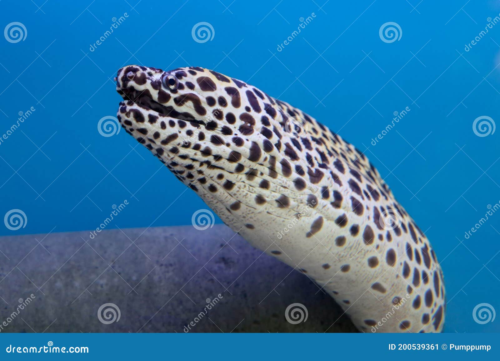 The Moray eel fish stock image. Image of aquatic, white - 200539361