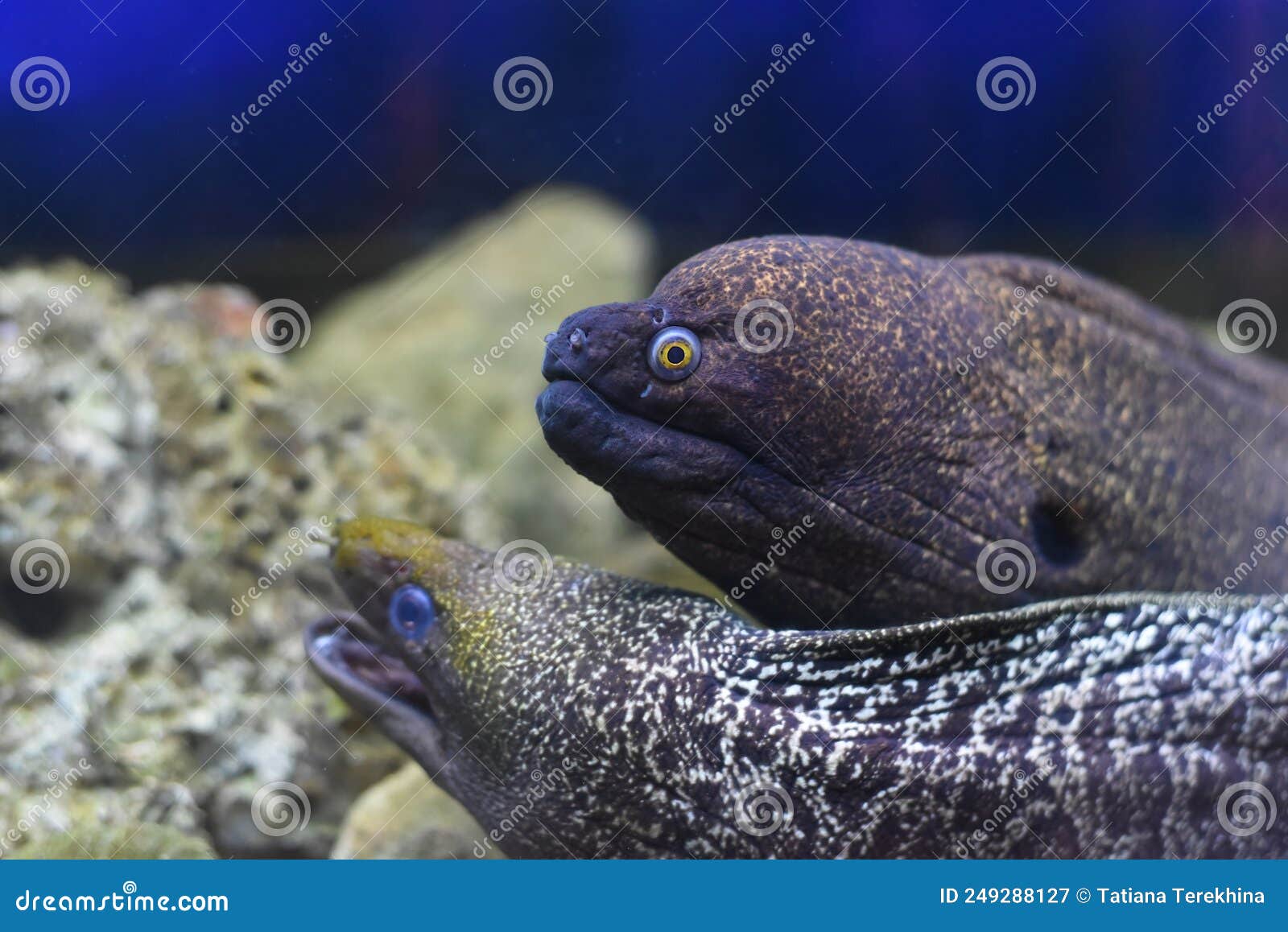 Moray Eel Fish in Aquarium Closeup Stock Image - Image of color, fish ...