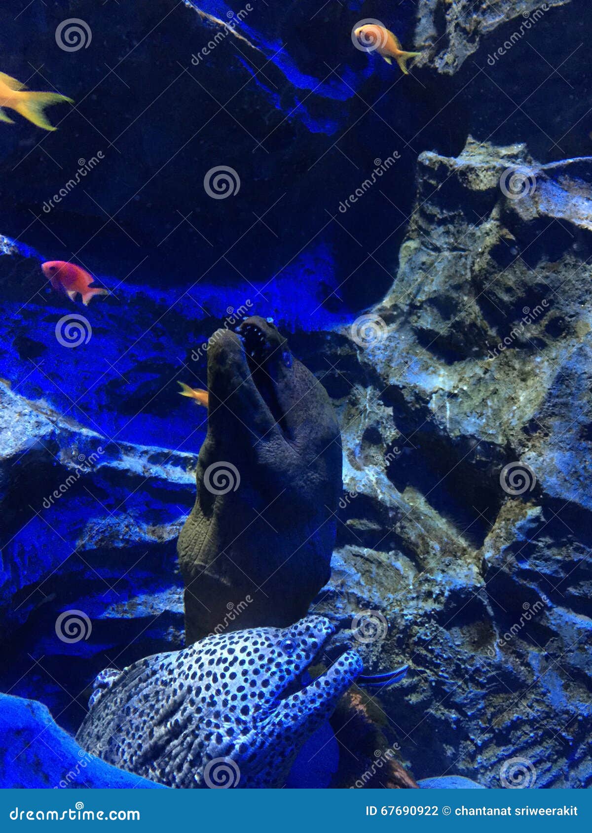Moray Eel in Fish Tank in Aquarium in Singapore Stock Photo - Image of ...