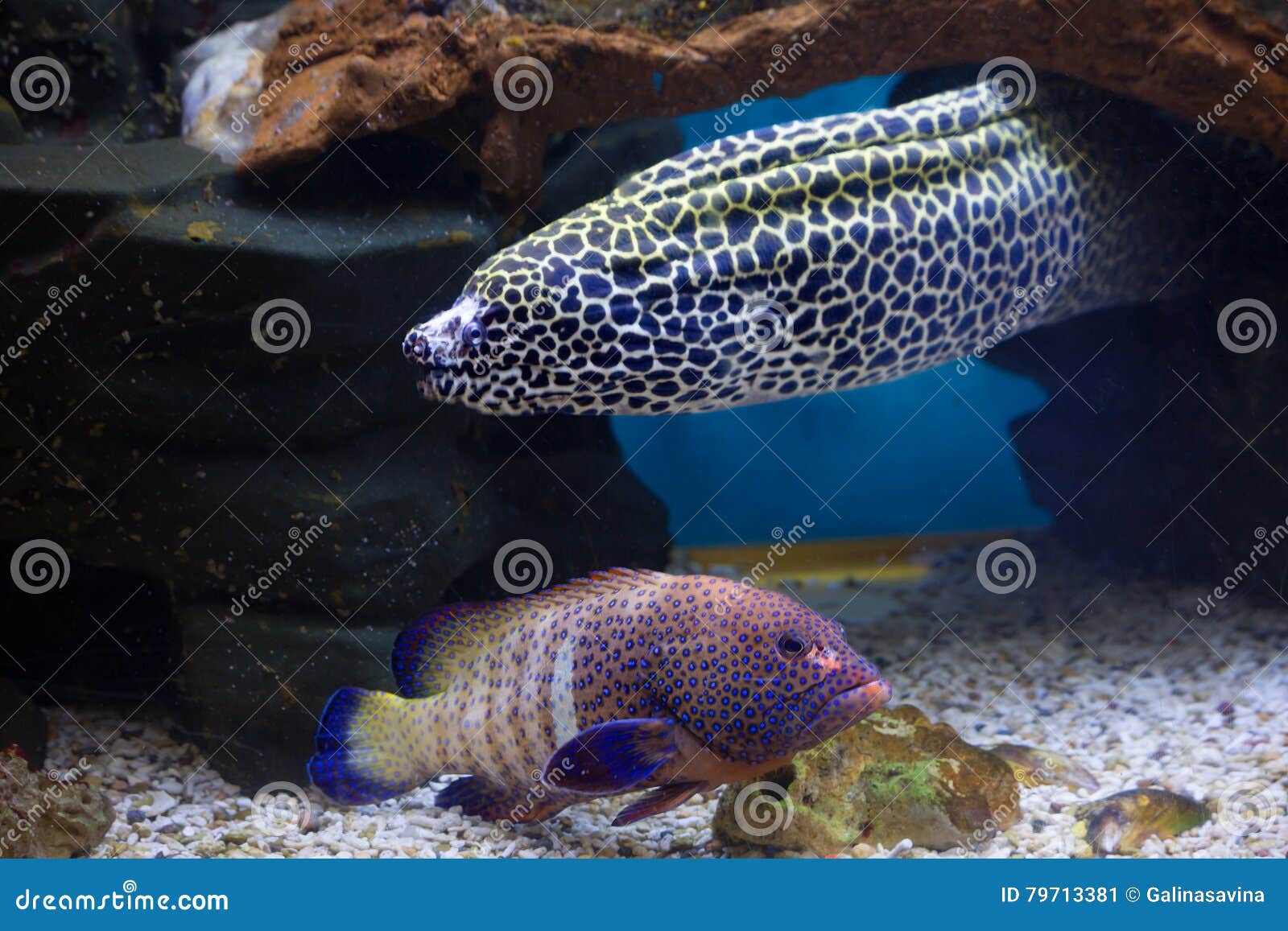 The Moray eel and grouper stock image. Image of scales - 79713381