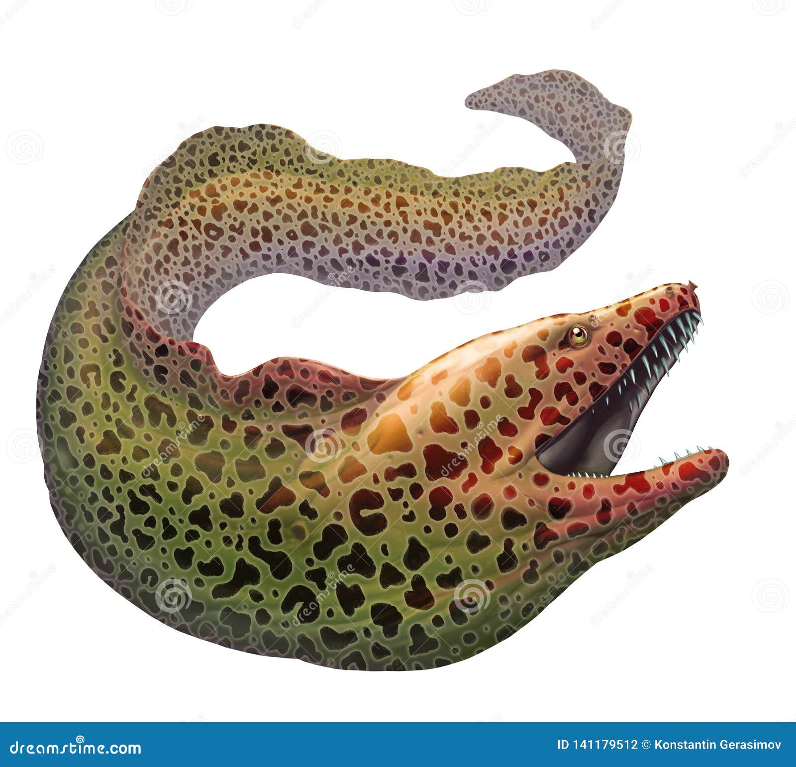 Spotted Moray Eel With A Collar With Spikes Isolated On A White ...
