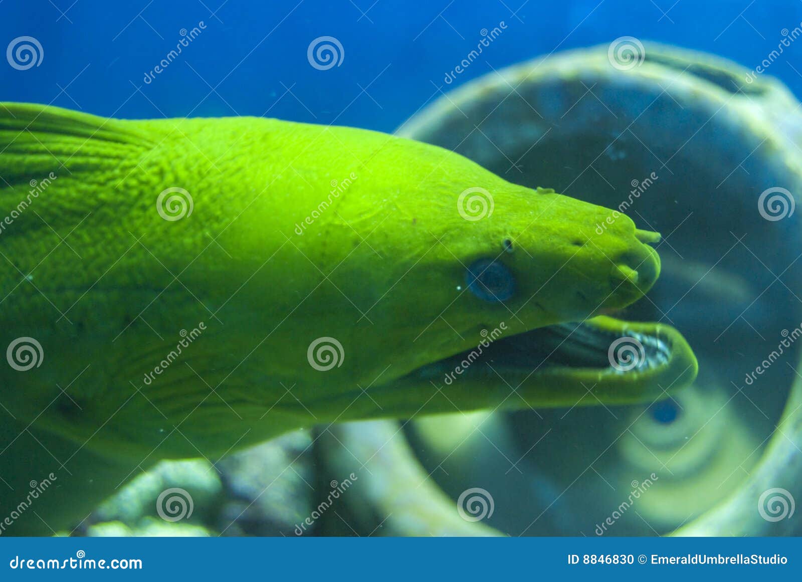 Moray Eel head stock photo. Image of bite, living, sharp - 8846830