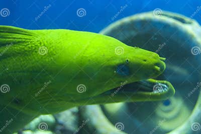 Moray Eel head stock photo. Image of bite, living, sharp - 8846830
