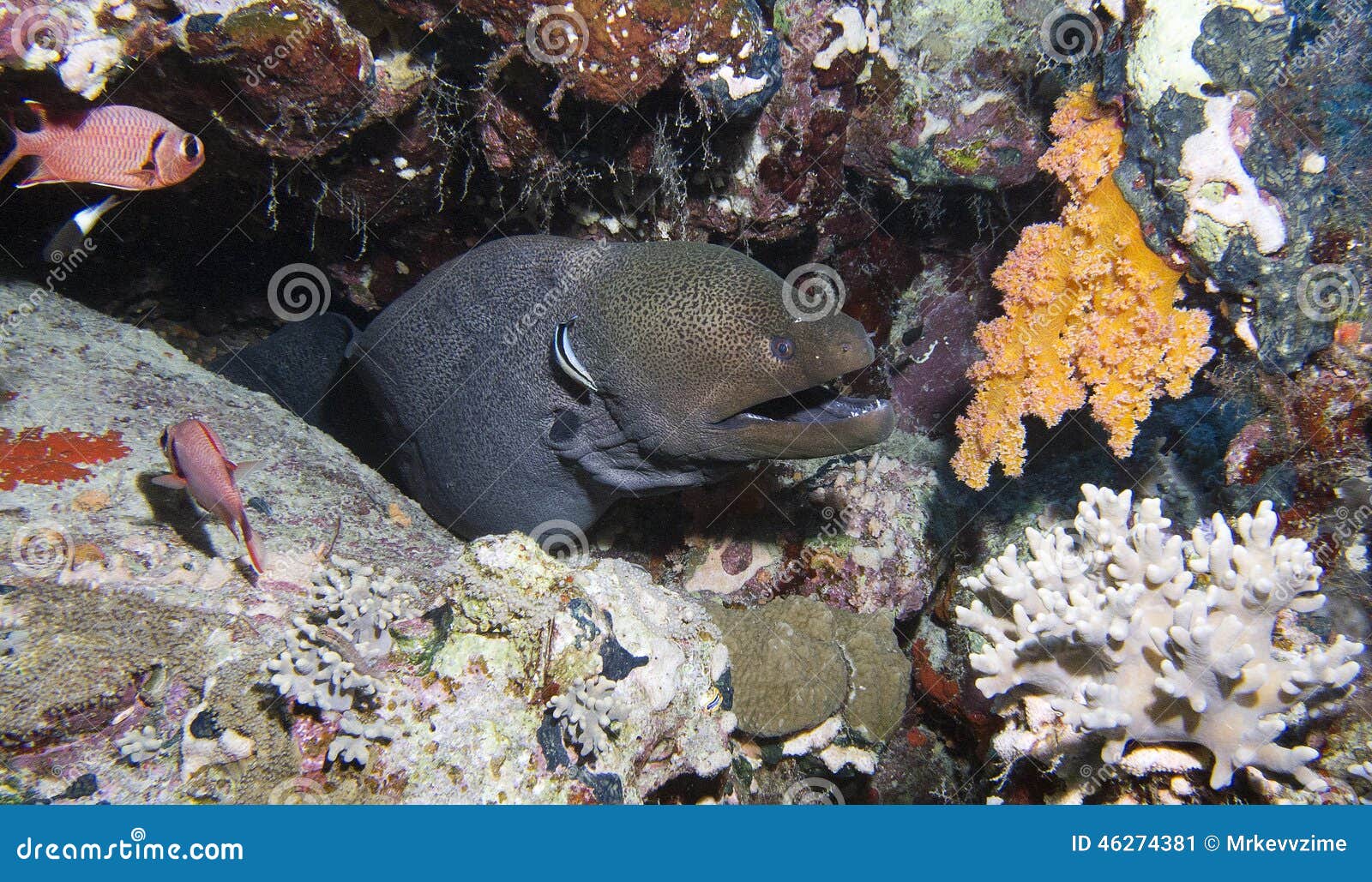 Moray eel stock image. Image of shagra, summer, giant - 46274381