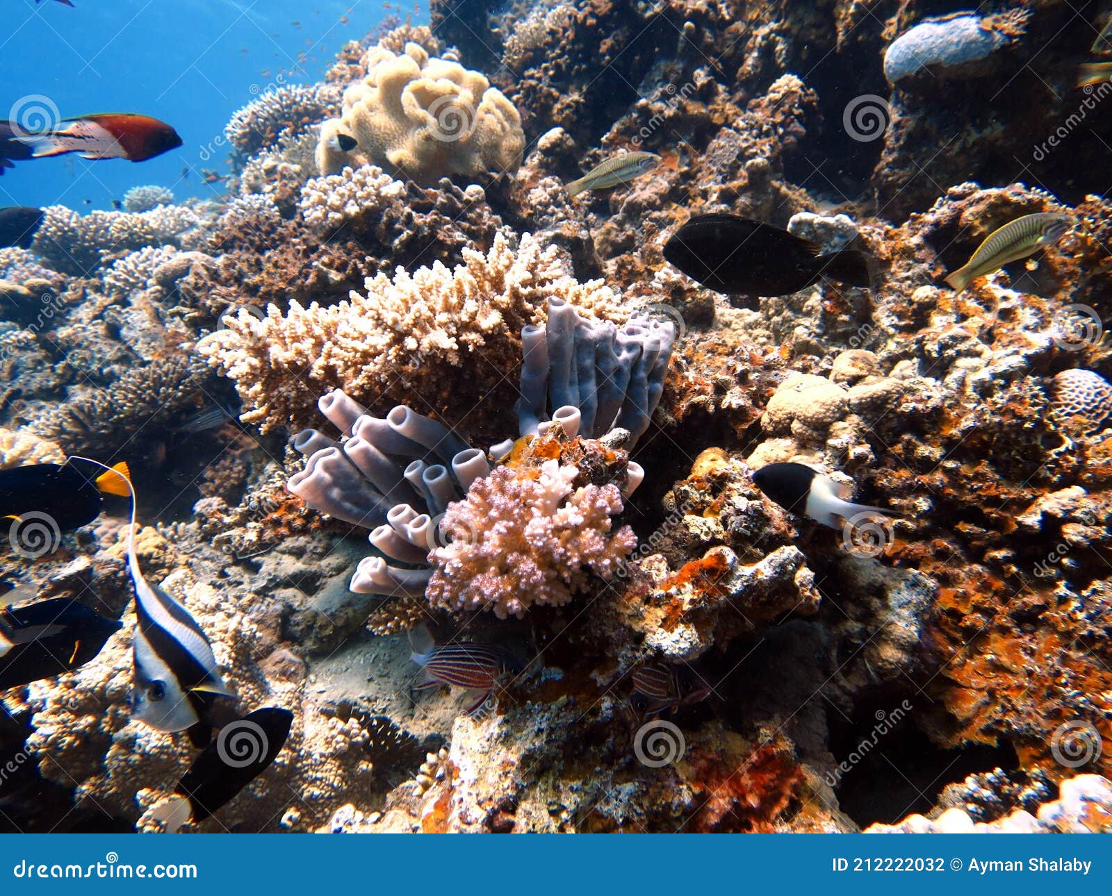 Moray Eel Hidden between the Rocks Stock Photo - Image of reef ...