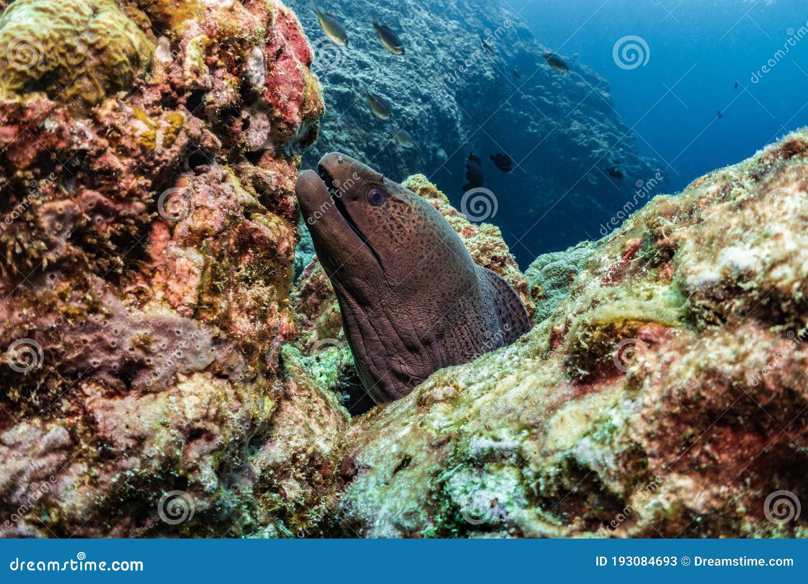 Moray eel hiding in coral stock image. Image of fish - 193084693