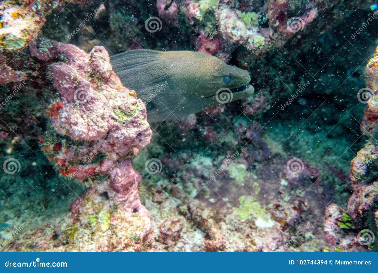 Moray Eel Hiding in Coral Reef Stock Photo - Image of island, moray ...