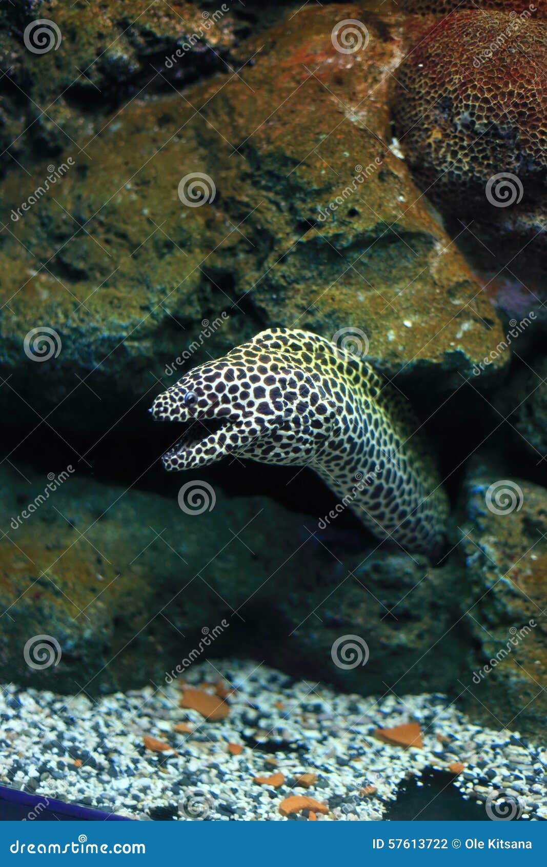 Moray eel stock photo. Image of local, chonburi, moray - 57613722